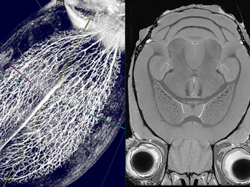 Huck launches new seed grant program to support research in MRI Core ...