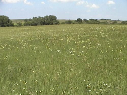 Convert some lawn into meadow or prairie, expert advises | Penn State ...